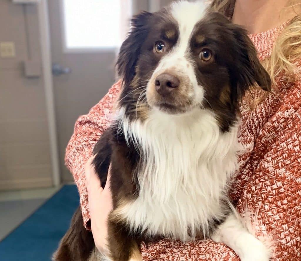 Nemo finds new home: Steamboat woman adopts stray dog that sparked ...