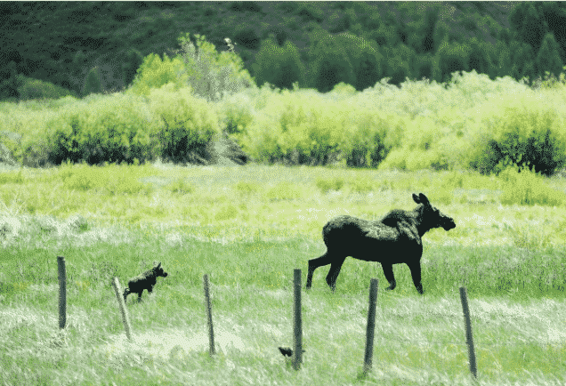 Moose calving season breeds need for more caution from humans ...