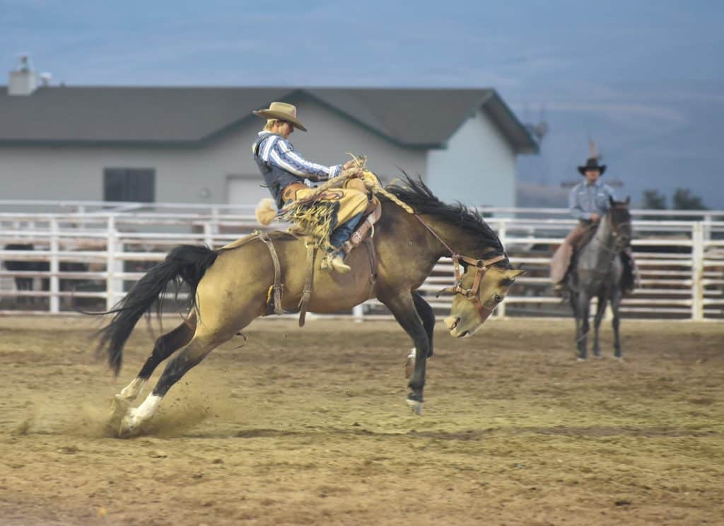 CPRA Rodeo still a wild ride at reduced capacity (photos) | SkyHiNews.com