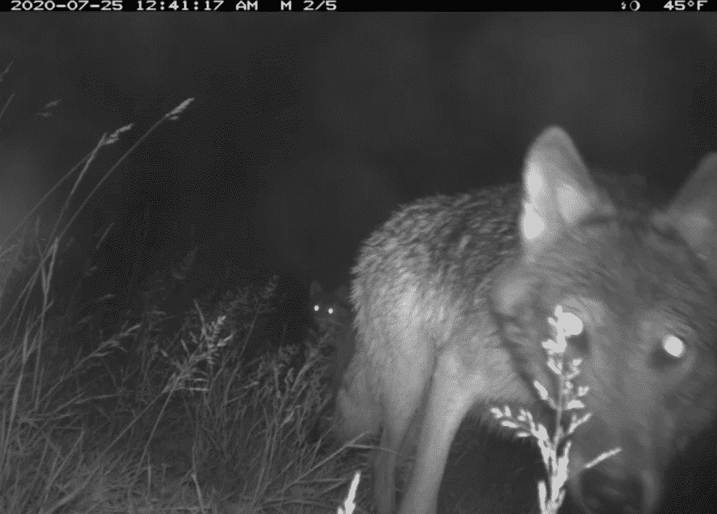 Multiple wolves and possible pup alive in Colorado after killings over ...