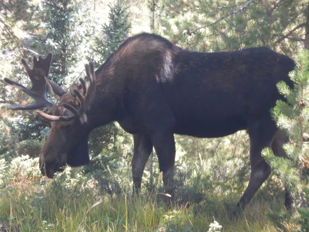 Moose on the loose | SkyHiNews.com