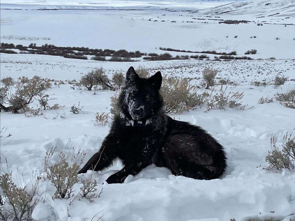Ranchers to be compensated up to $8,000 for each head lost to wolf ...