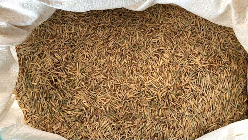 Free seeds available for East Troublesome Fire recovery | SkyHiNews.com