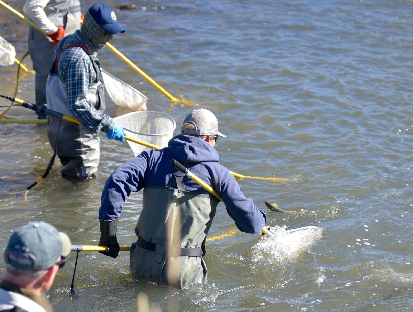 CPW surveys fish, gears up for movement study around Windy Gap ...