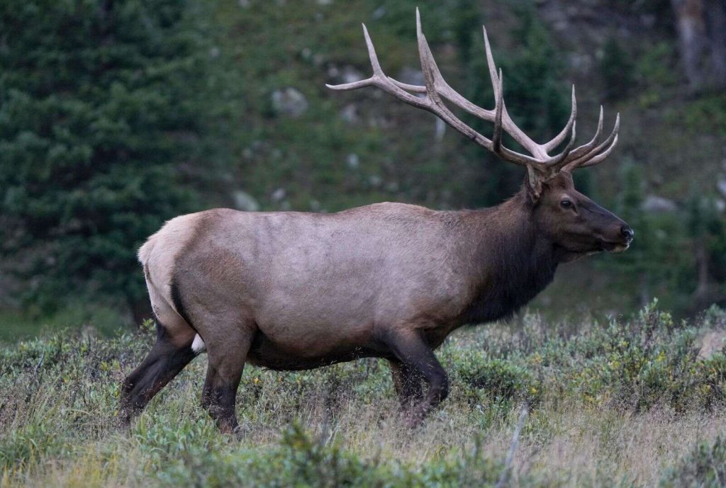 Rocky Mountain Elk Foundation’s Middle Park Chapter plans second ...