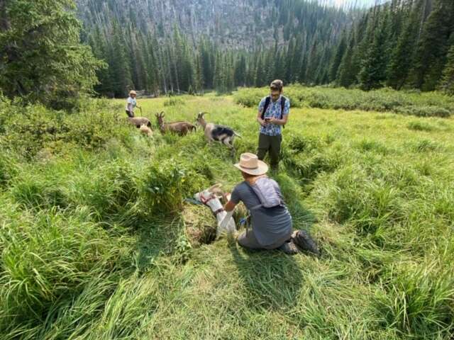 3 men rescue goat from ditch in Flat Tops Wilderness | SkyHiNews.com