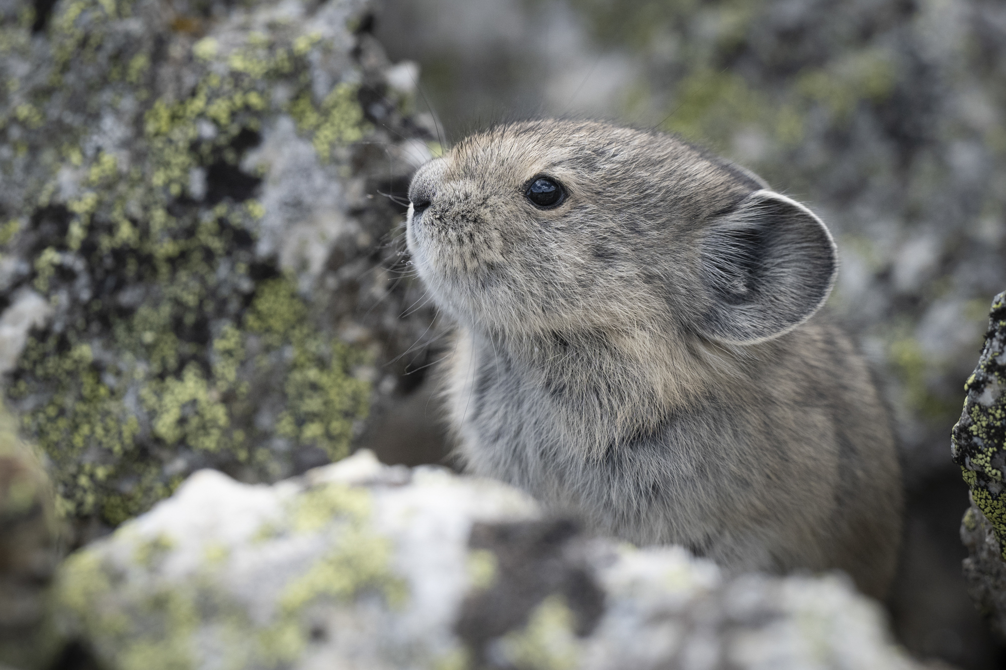 New app helps monitor Colorado’s pika population | SkyHiNews.com