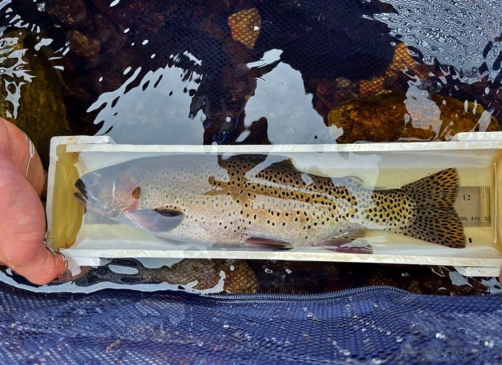 Wildlife officials: Greenback cutthroat trout back from the brink ...