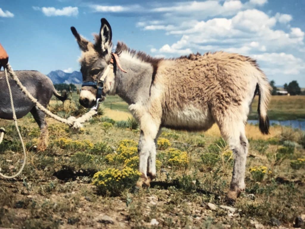 C Lazy U remembers de facto mascot Petey the donkey | SkyHiNews.com