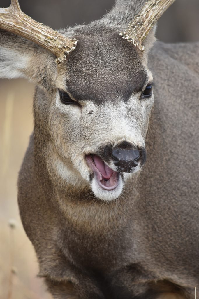 Colorado Parks and Wildlife officials remind public to be cautious ...