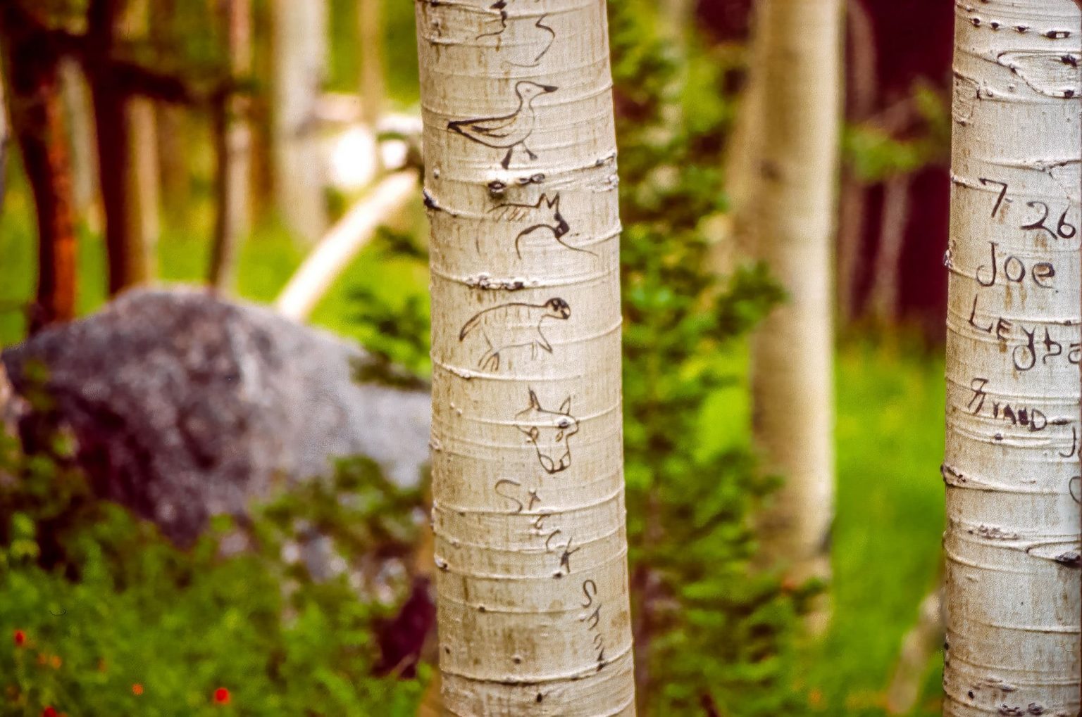 Steamboat Museum to host exhibit exploring arborglyphs created by ...