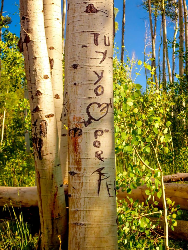 Steamboat Museum to host exhibit exploring arborglyphs created by ...
