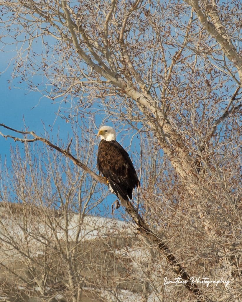 Reader photo: Bald Eagle in Kremmling | SkyHiNews.com