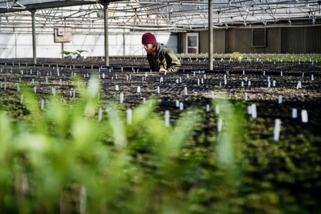 Can Colorado’s struggling seedling tree nursery be an answer to forest ...