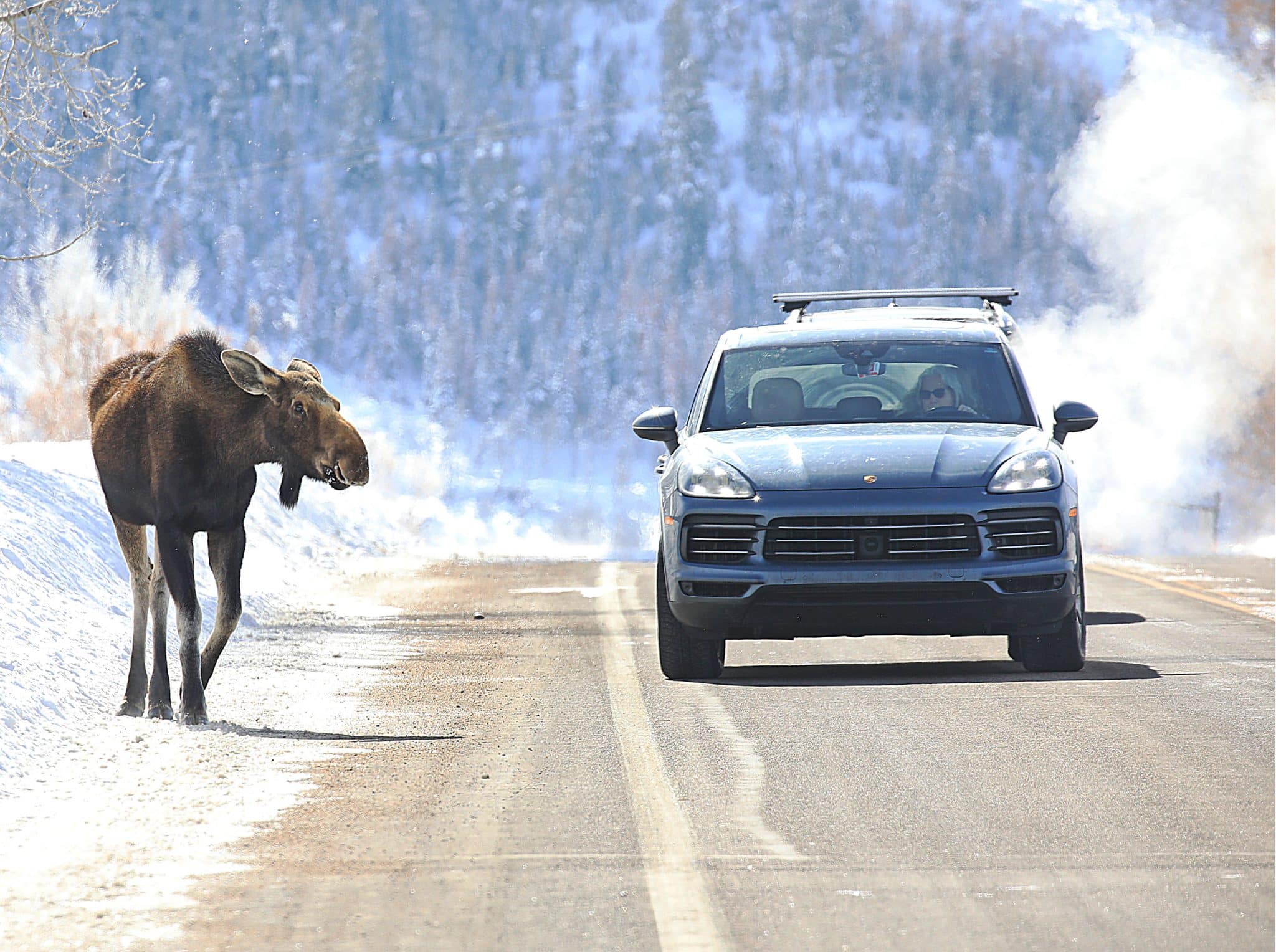 Harsh winter conditions can take a toll on wildlife in northwest ...