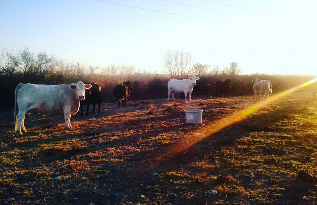 Celebrate Colorado Beef Month | SkyHiNews.com