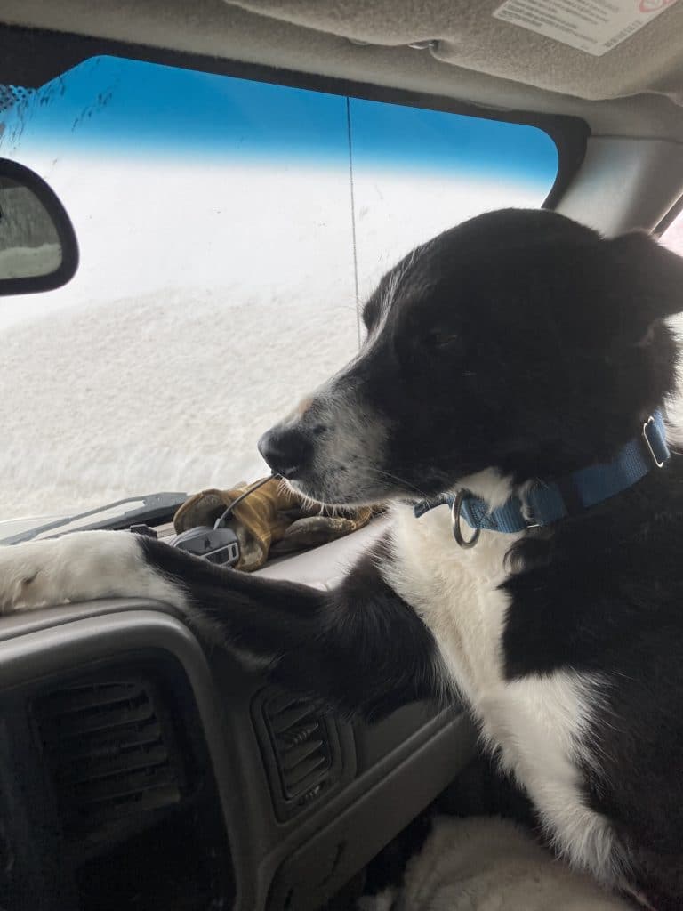 Wolves attack 2 dogs in Jackson County, killing a working cow dog ...