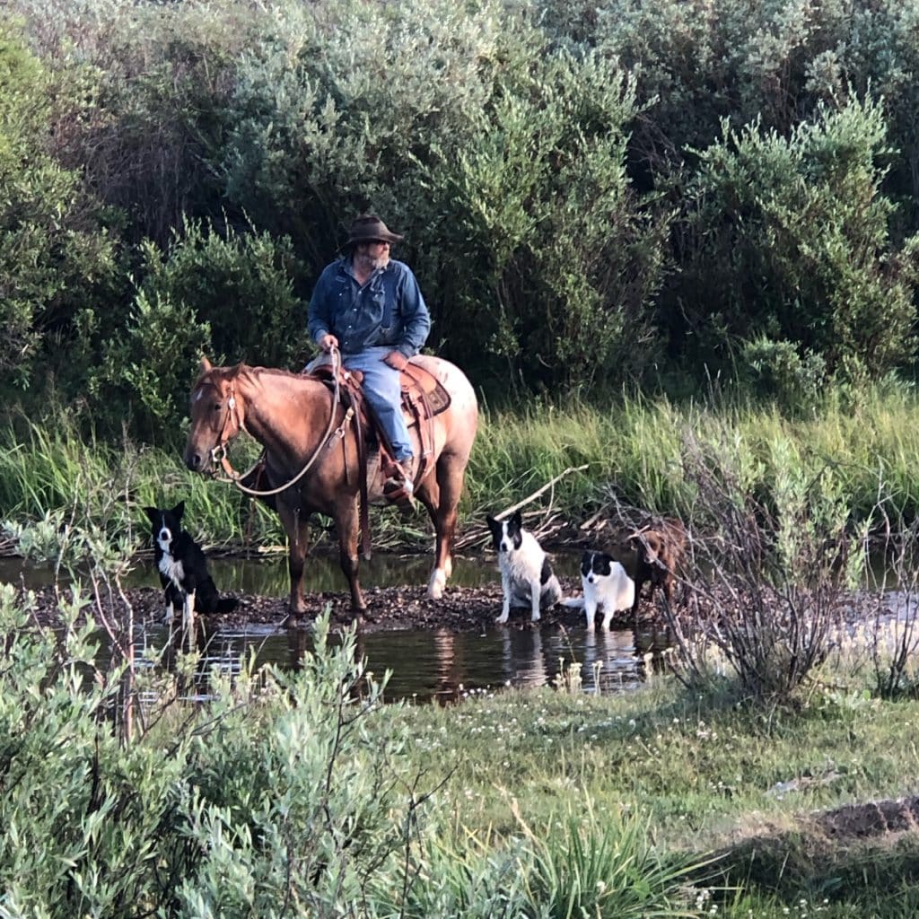 Wolves attack 2 dogs in Jackson County, killing a working cow dog ...