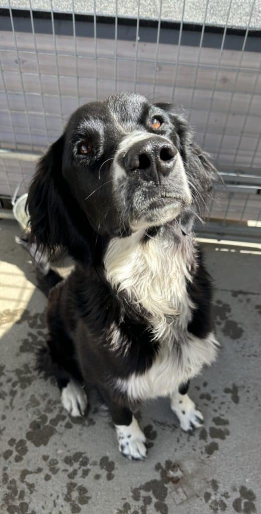 Pet of the week: Willy | SkyHiNews.com