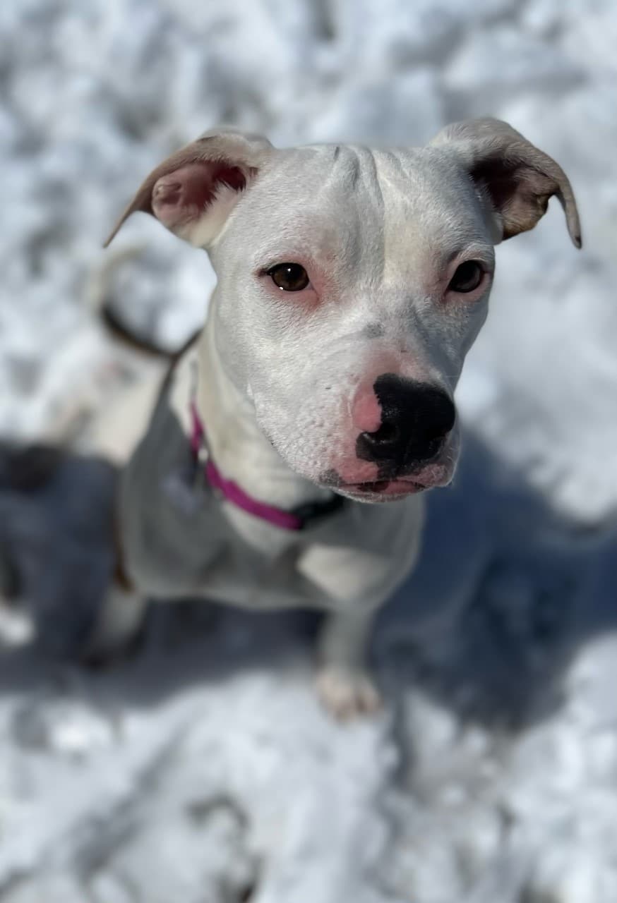 Pet of the week: Cher and Sonny | SkyHiNews.com