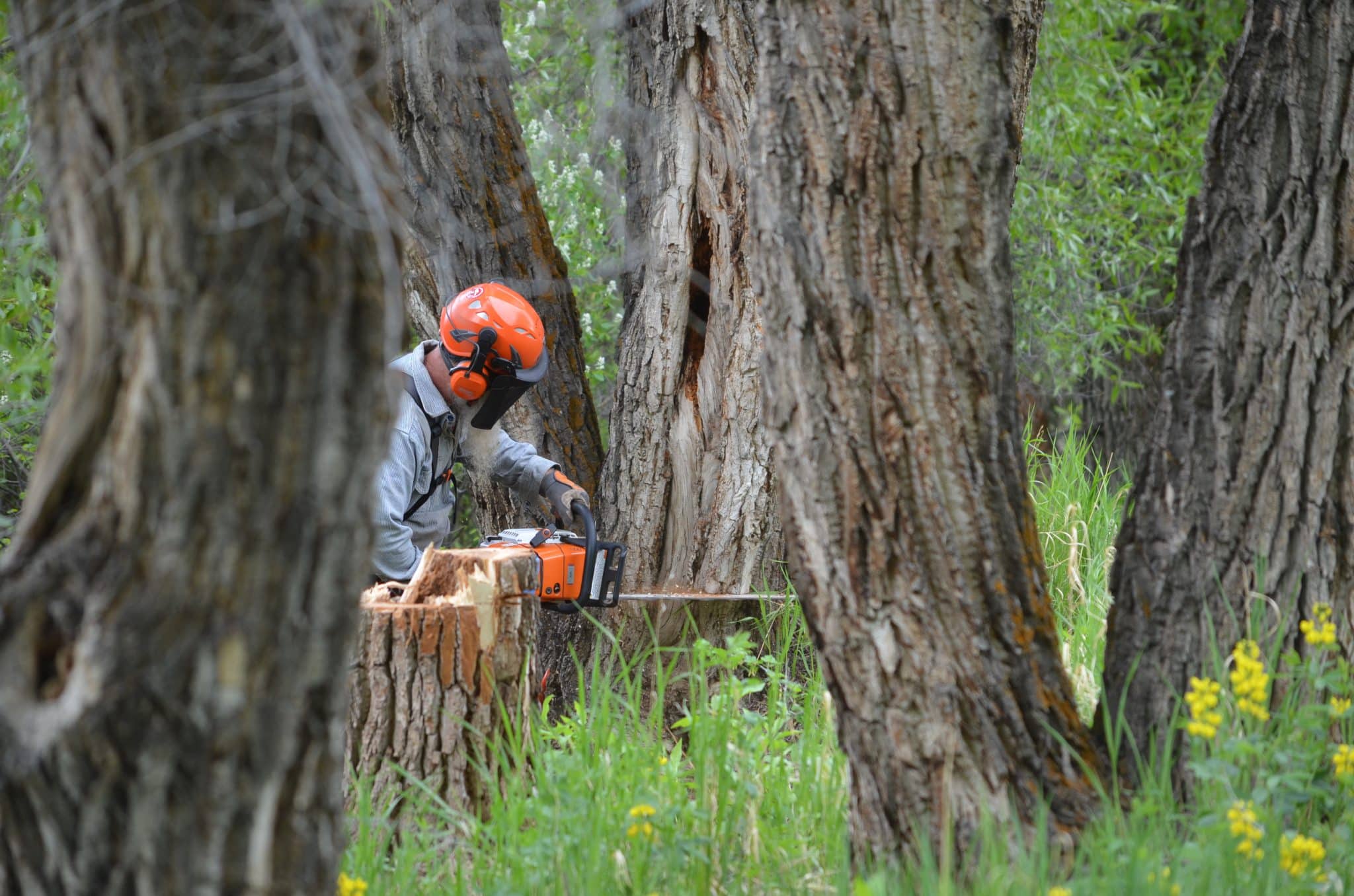 Team Rubicon’s Operation Trees on Parade helps Grand County become more ...