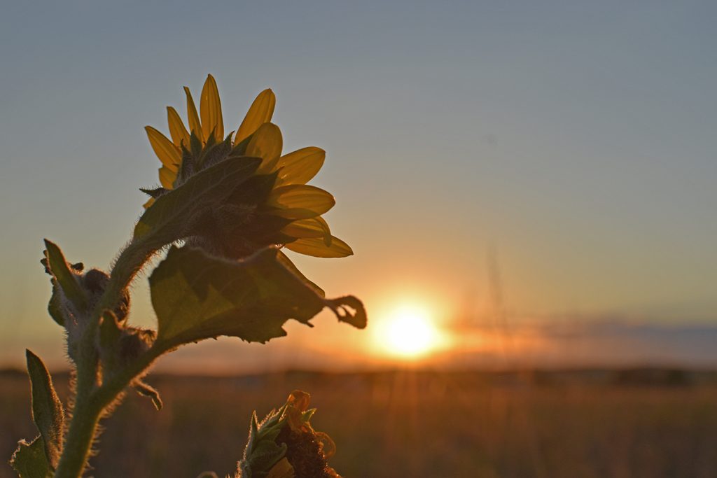 CPW’s Wildlife Habitat Program offers $11 million in incentives to ...