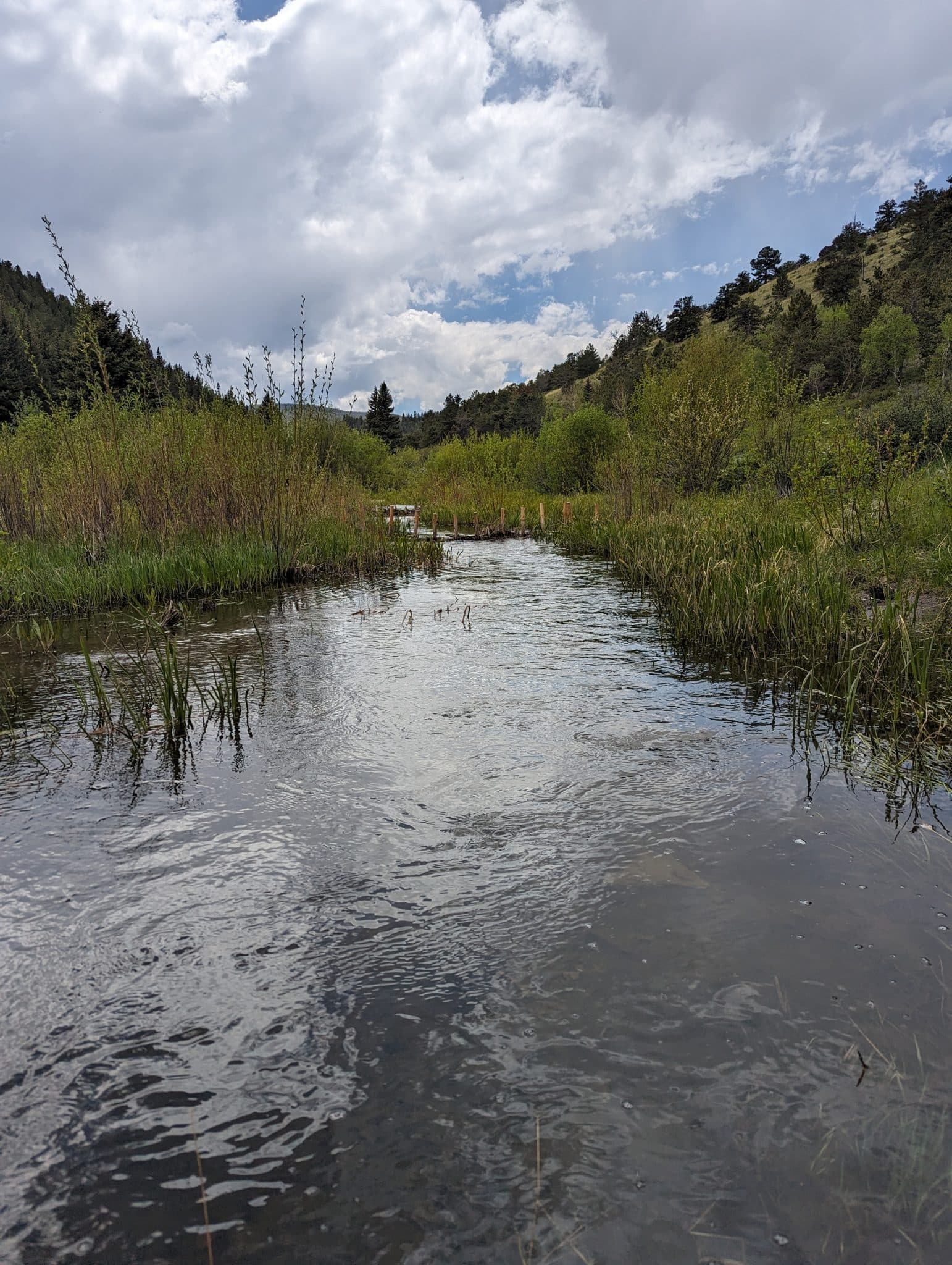 Land Matters: Month of the beaver | SkyHiNews.com