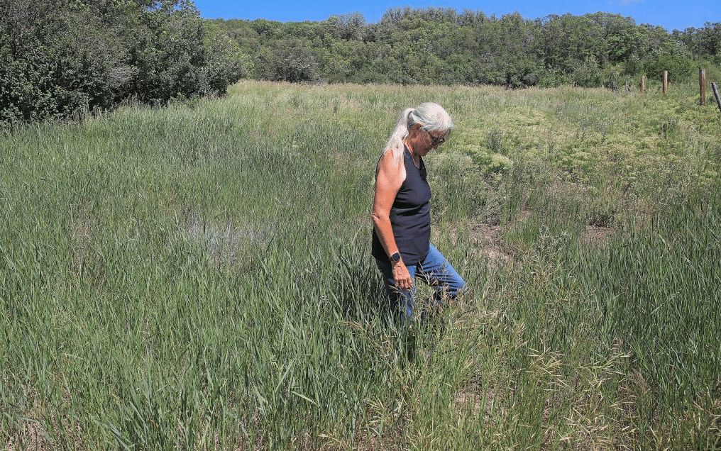 Routt County stays vigilant for grasshoppers as local officials and ...