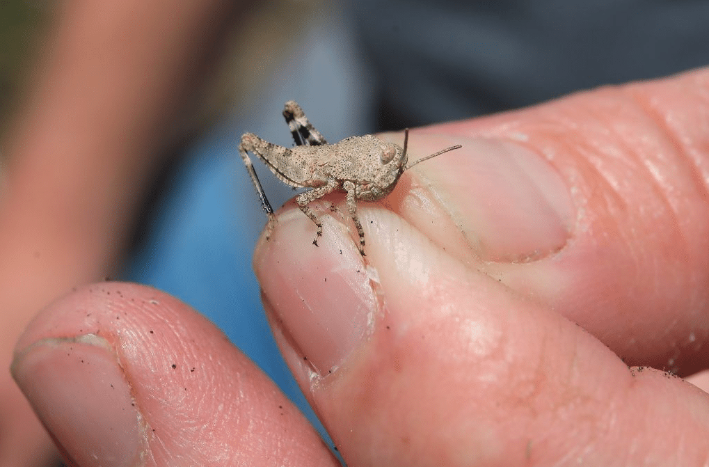 Routt County stays vigilant for grasshoppers as local officials and residents hope for the best ...
