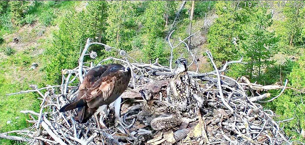 Osprey chicks are thriving | SkyHiNews.com