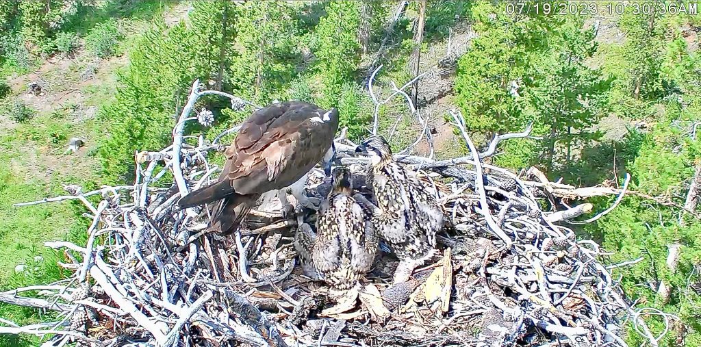 Osprey chicks are thriving | SkyHiNews.com