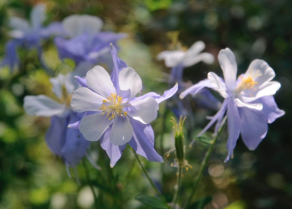 Colorado’s wildflower season should be one of the best ever, but it ...