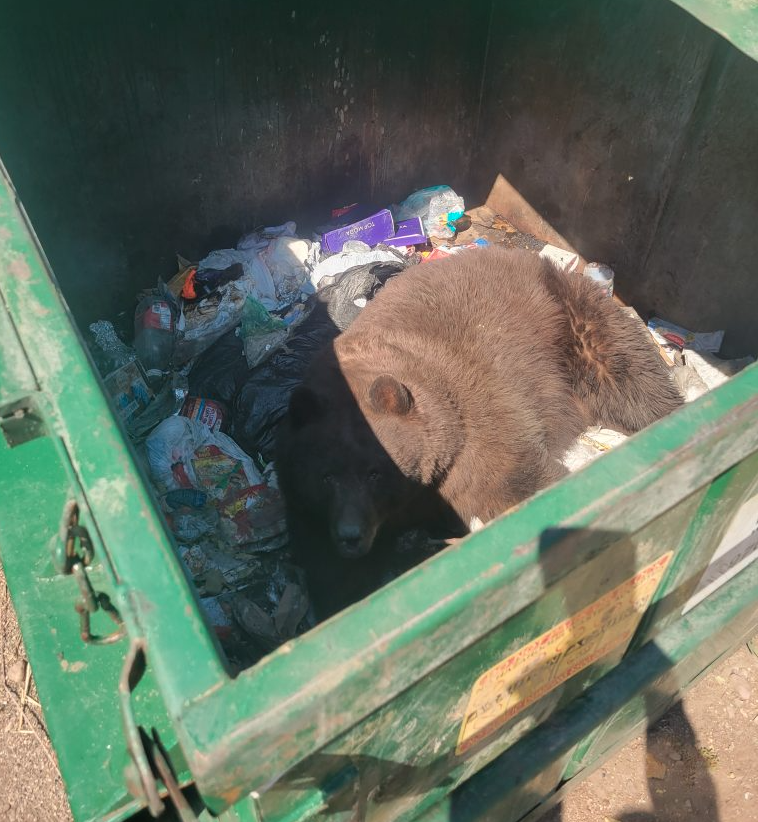 New bear-proof trash cans to line Main Street in Granby | SkyHiNews.com