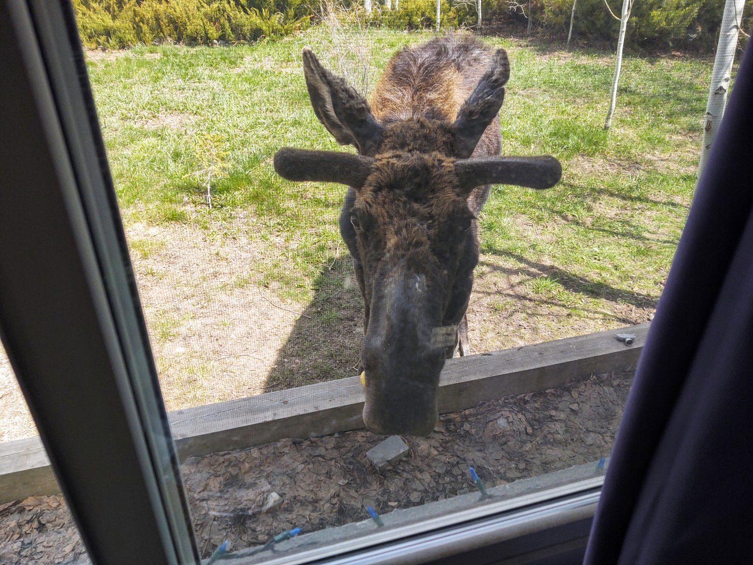 Reader photo: Good morning, moose | SkyHiNews.com