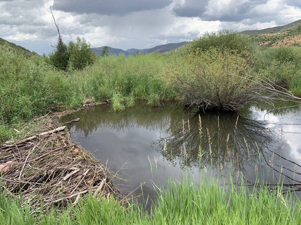 Beavers Dam