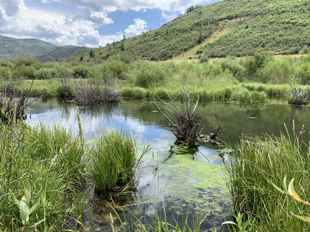 This Colorado county aims to bring back beavers | SkyHiNews.com