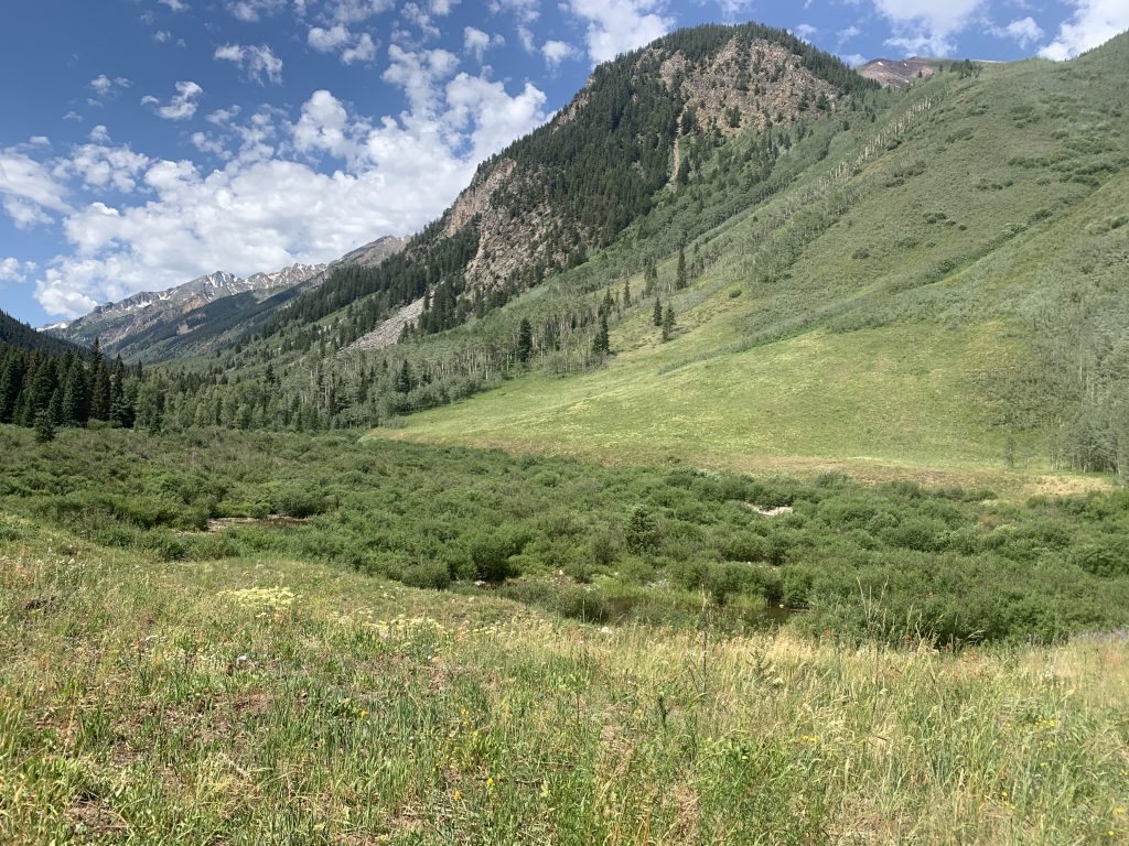 This Colorado county aims to bring back beavers | SkyHiNews.com