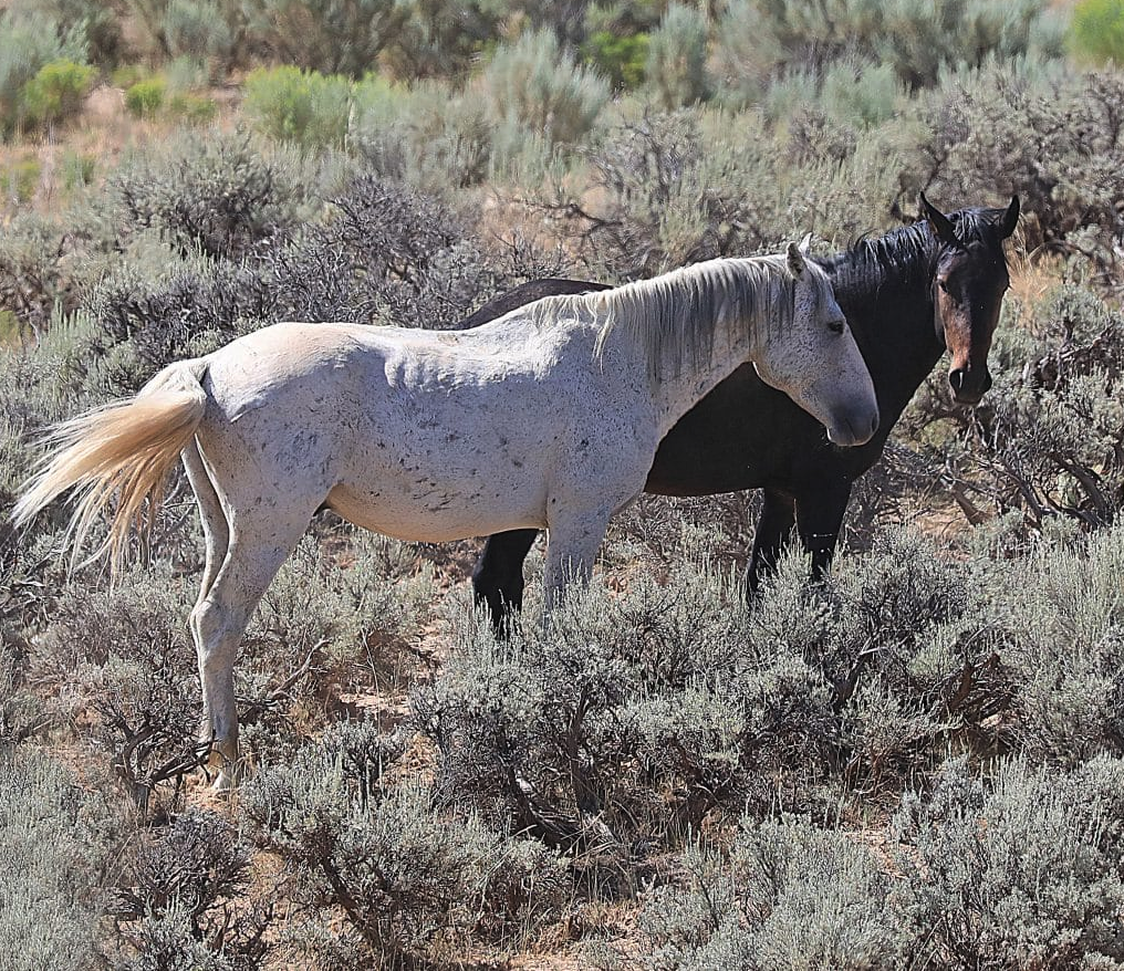 BLM announces new grants to support wild horse initiatives in Colorado ...