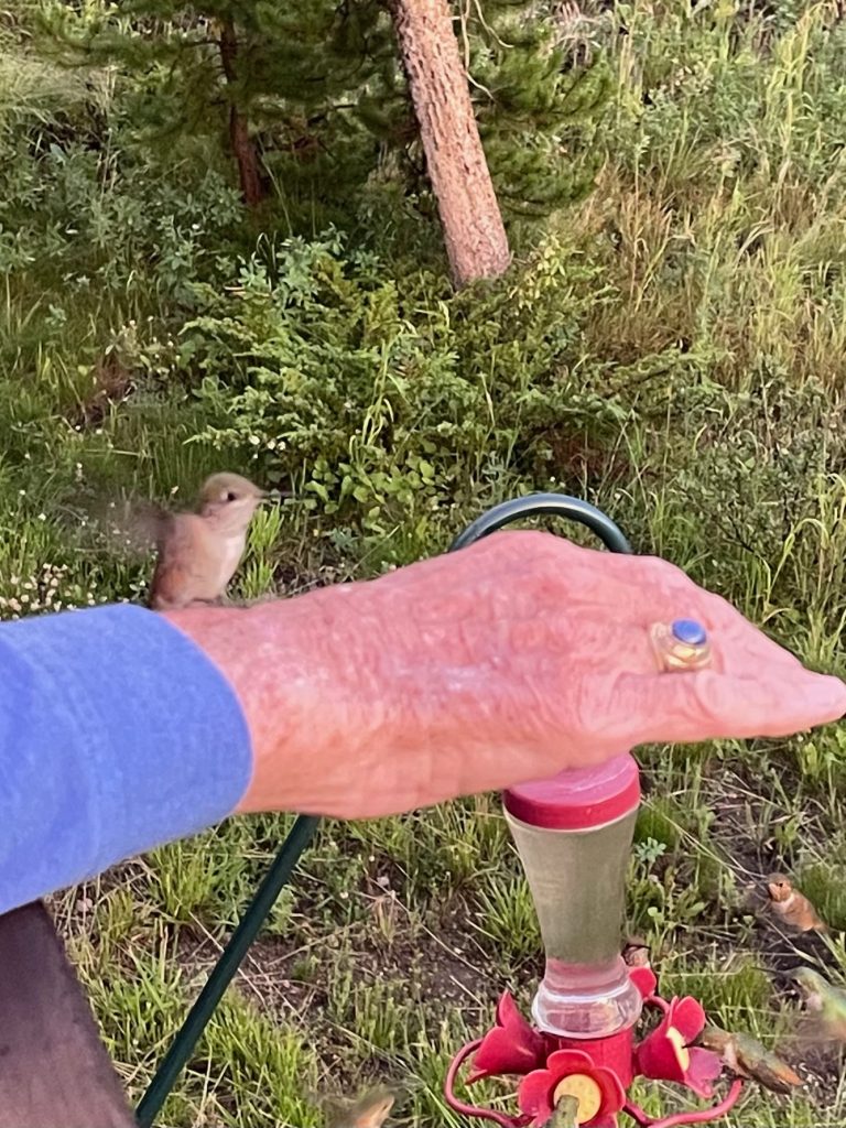 Reader photo: hummingbird and human coexistence | SkyHiNews.com