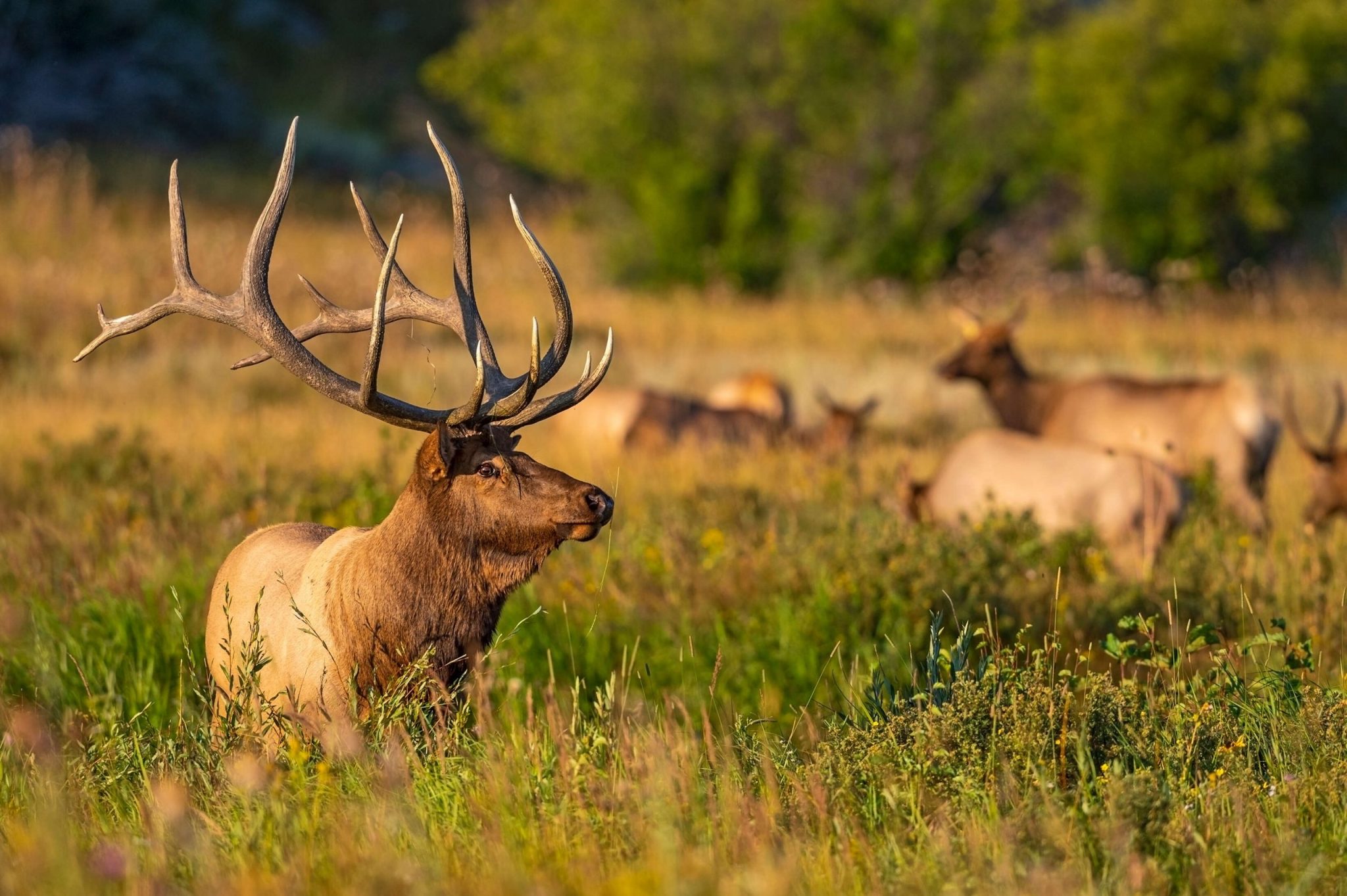 Elk rut season starts in Rocky Mountain National Park | SkyHiNews.com