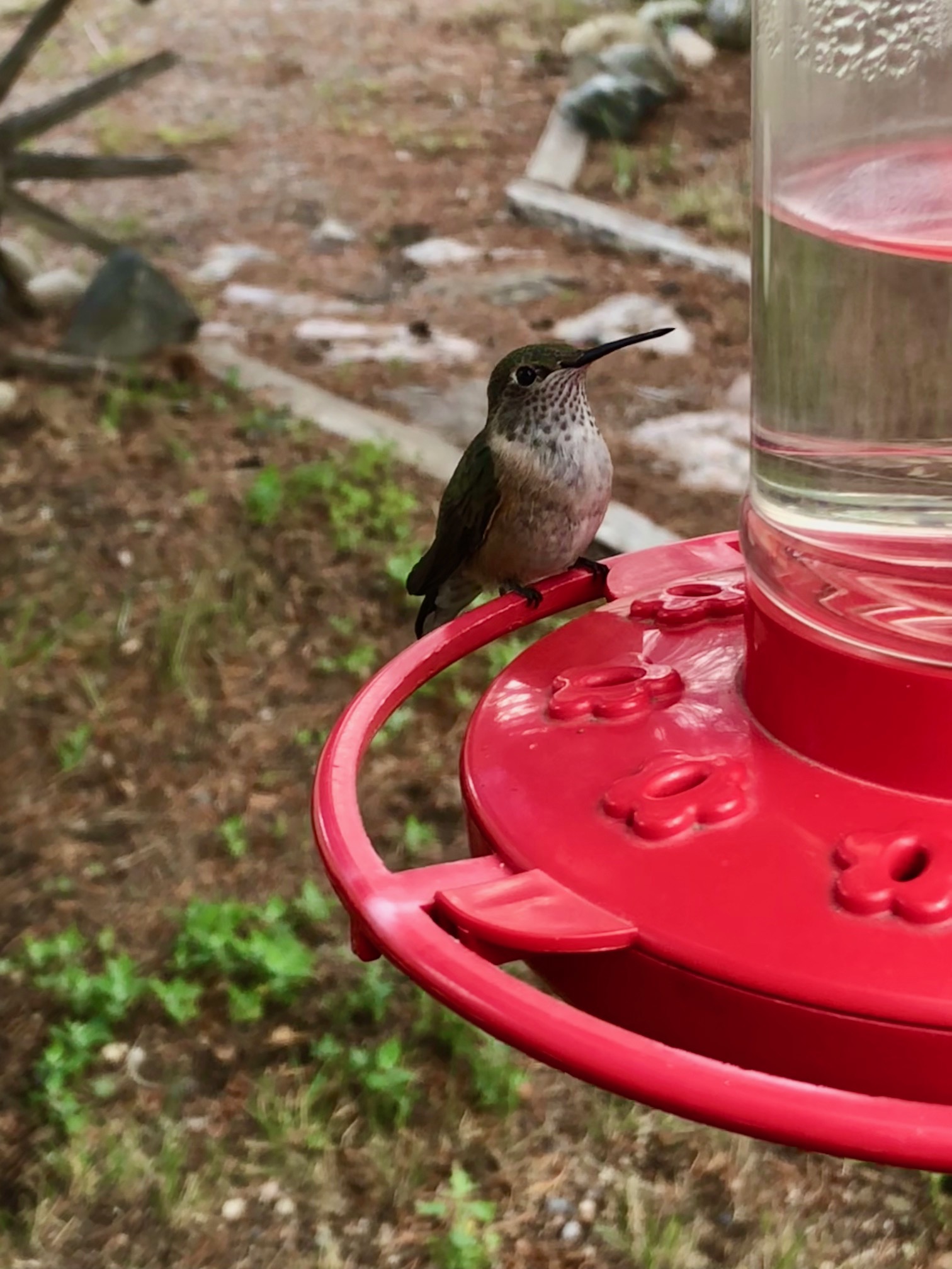 Reader photo: Hummingbird summer | SkyHiNews.com