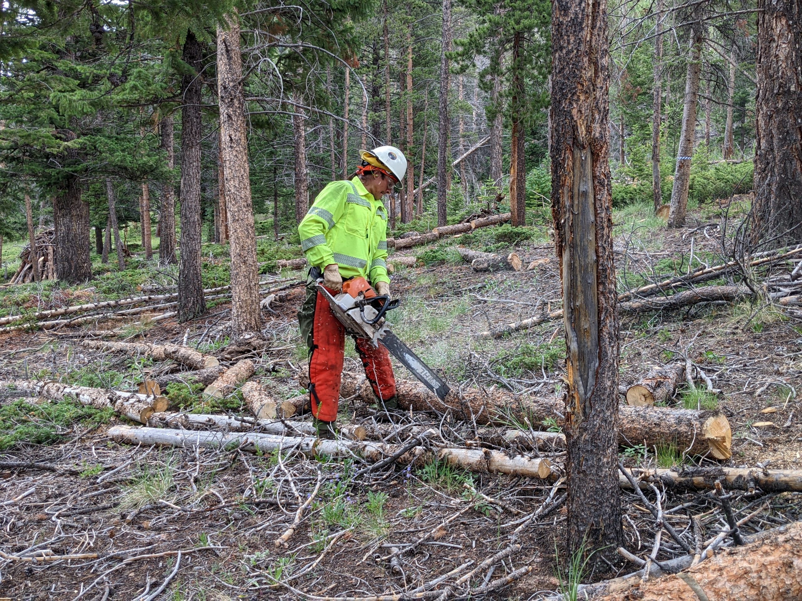 Rocky Mountain National Park to reduce wildfire risks with fuel ...