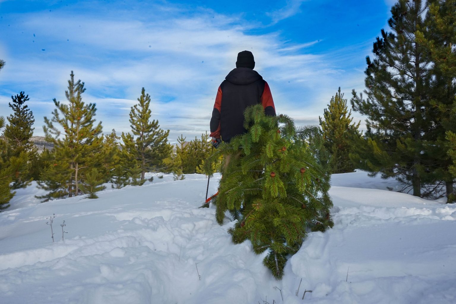 Find the perfect pine for Christmas at Snow Mountain Ranch and get a ...
