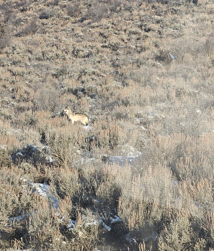 UPDATED: Collared wolf photographed in Grand County | SkyHiNews.com