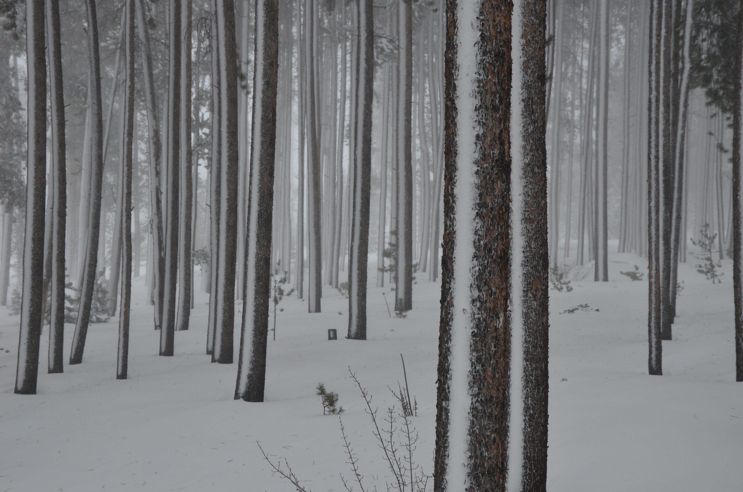 Reader photos: Lodgepole pine dusting | SkyHiNews.com