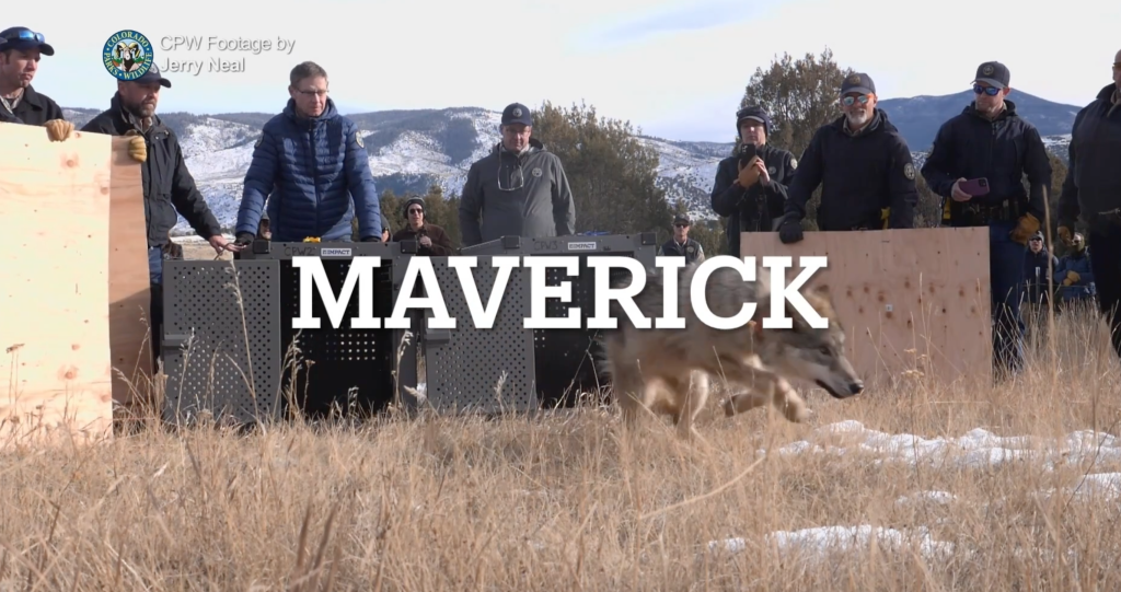 East Grand Middle School students participate in statewide wolf naming ...