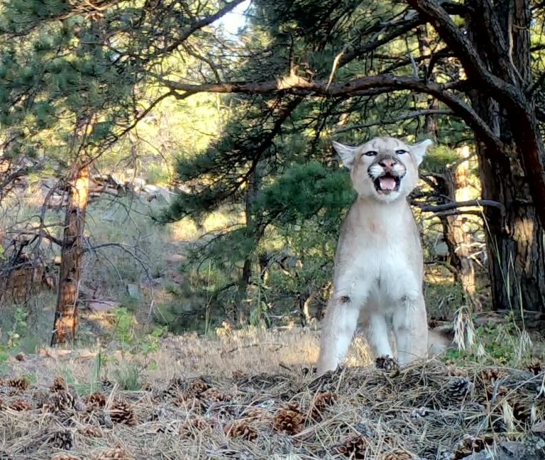 Group collecting signatures in effort to ban mountain lion hunts ...