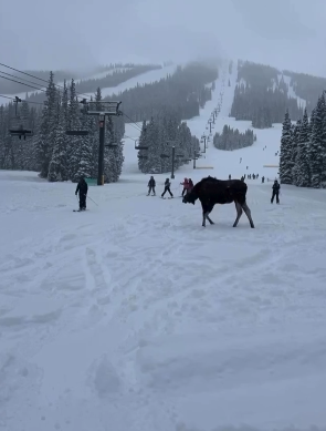 Video: ‘Moosing through’ Winter Park Resort’s slopes | SkyHiNews.com