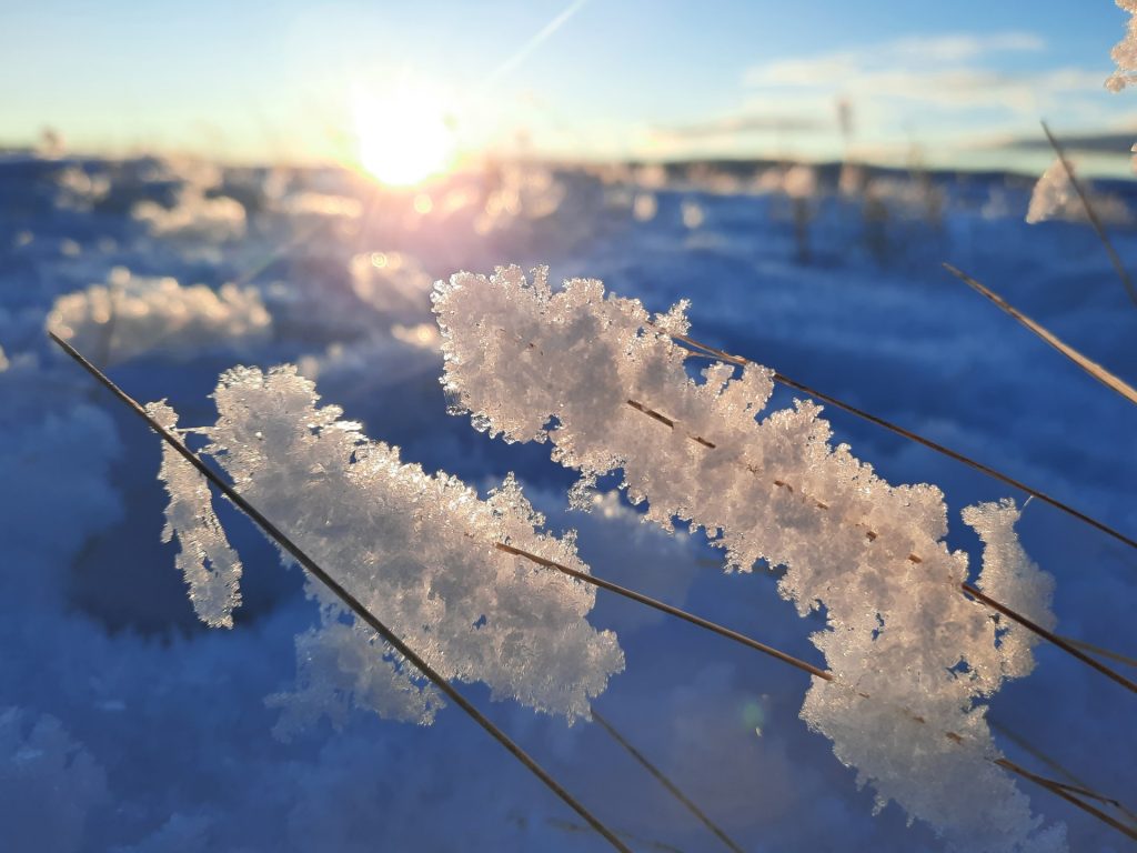 Reader photos: Hoarfrost on a sunny day | SkyHiNews.com