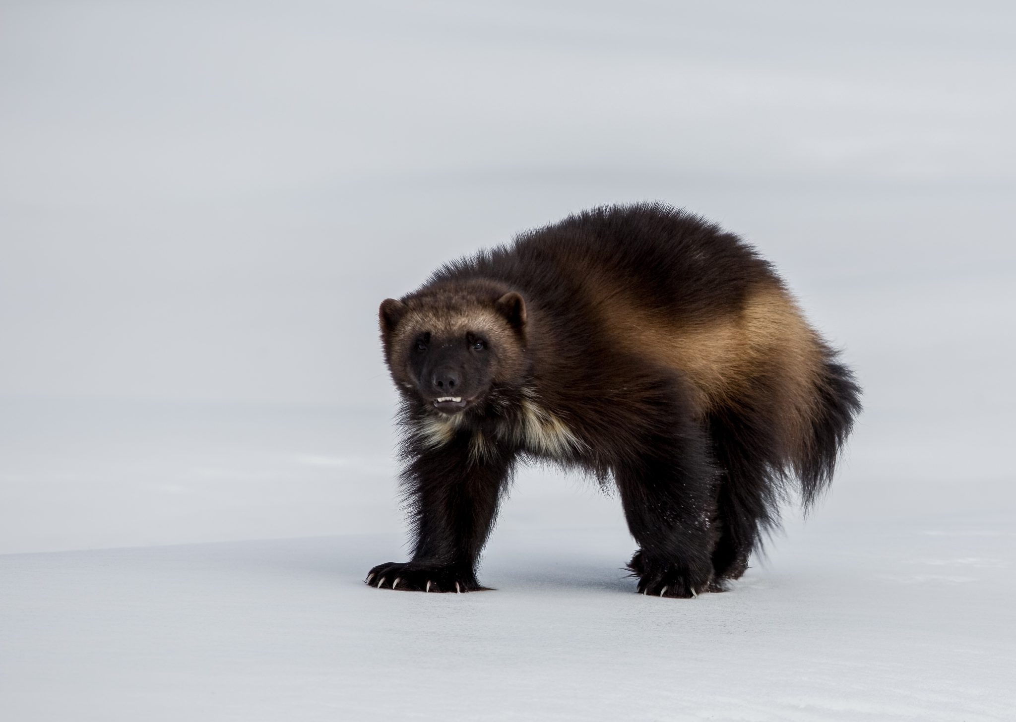Scavenger weasels move a step toward state reintroduction | SkyHiNews.com